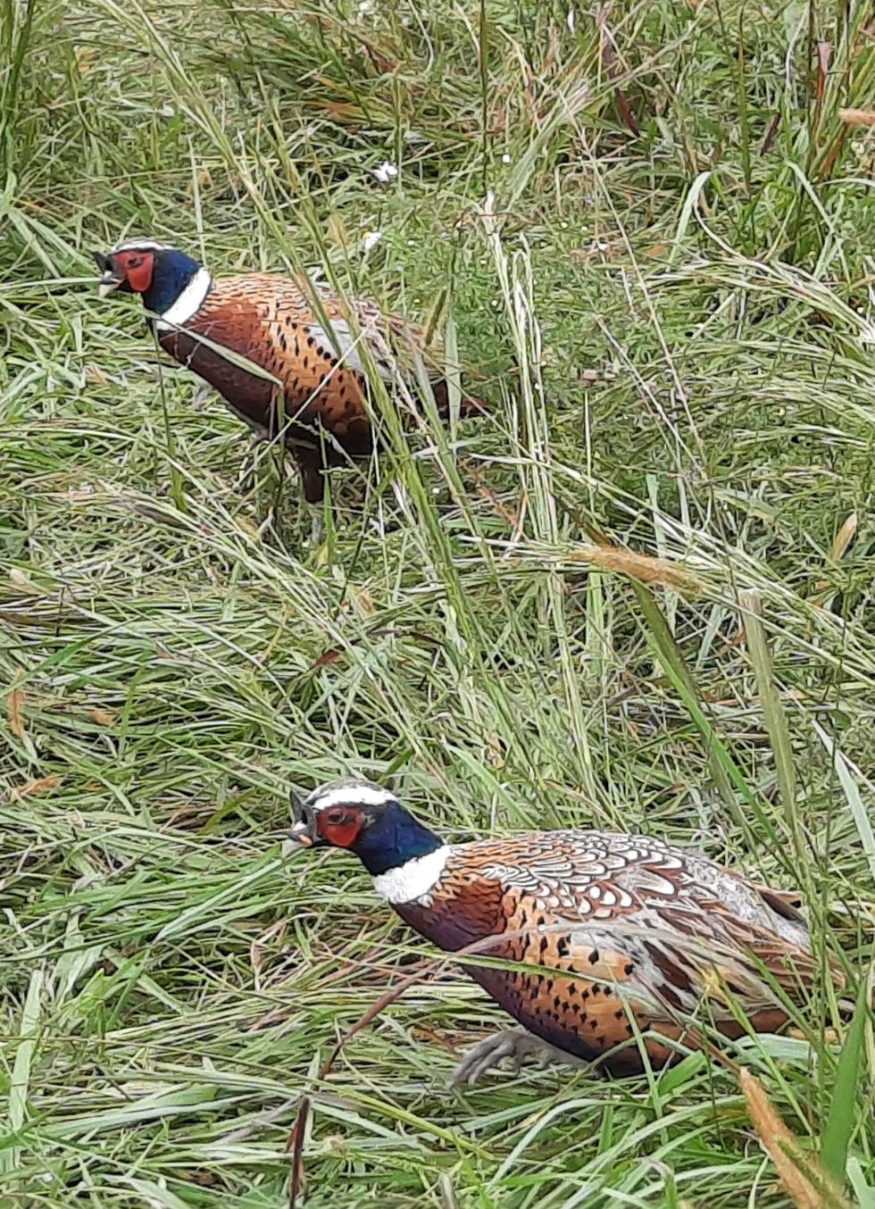 Branching Out Hunting Preserve - Flight Ready Ringneck Pheasants For Sale